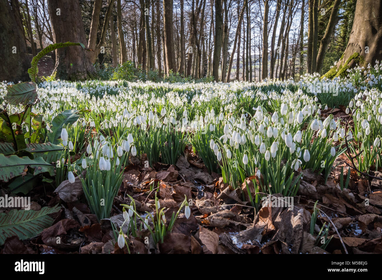 Snowdrops under trees hi-res stock photography and images - Alamy