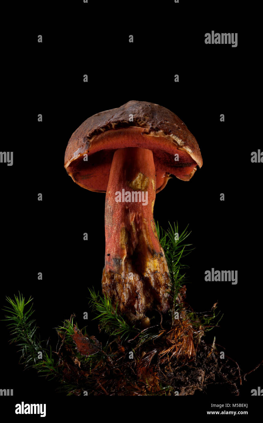 A single Scarletina bolete, Neoboletus luridiformis on a black ...