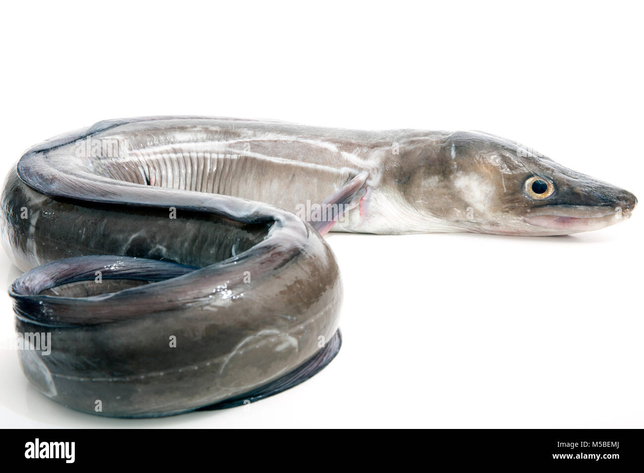 Dead conger hi-res stock photography and images - Alamy