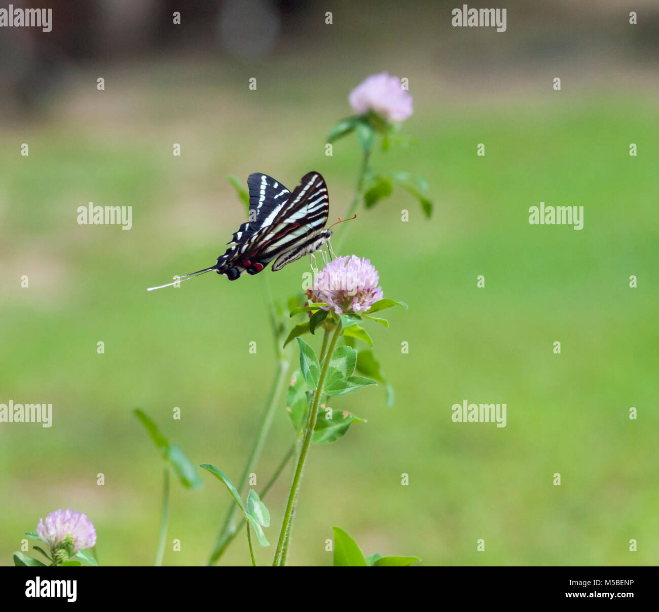 Zebra flowers hi-res stock photography and images - Alamy