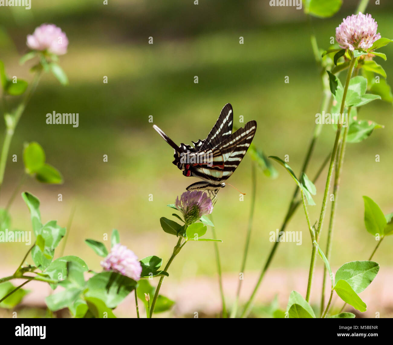 Zebra Swallowtail (2 Stock Photo - Alamy