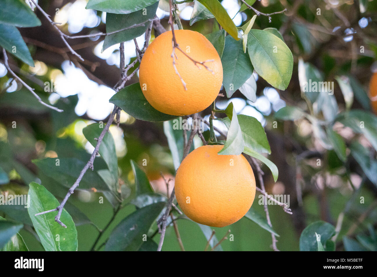 Beautiful Arizona oranges Stock Photo - Alamy