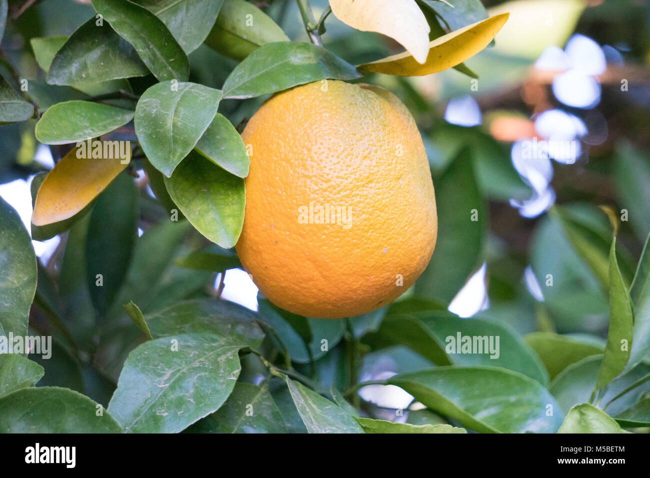 Beautiful Arizona oranges Stock Photo - Alamy