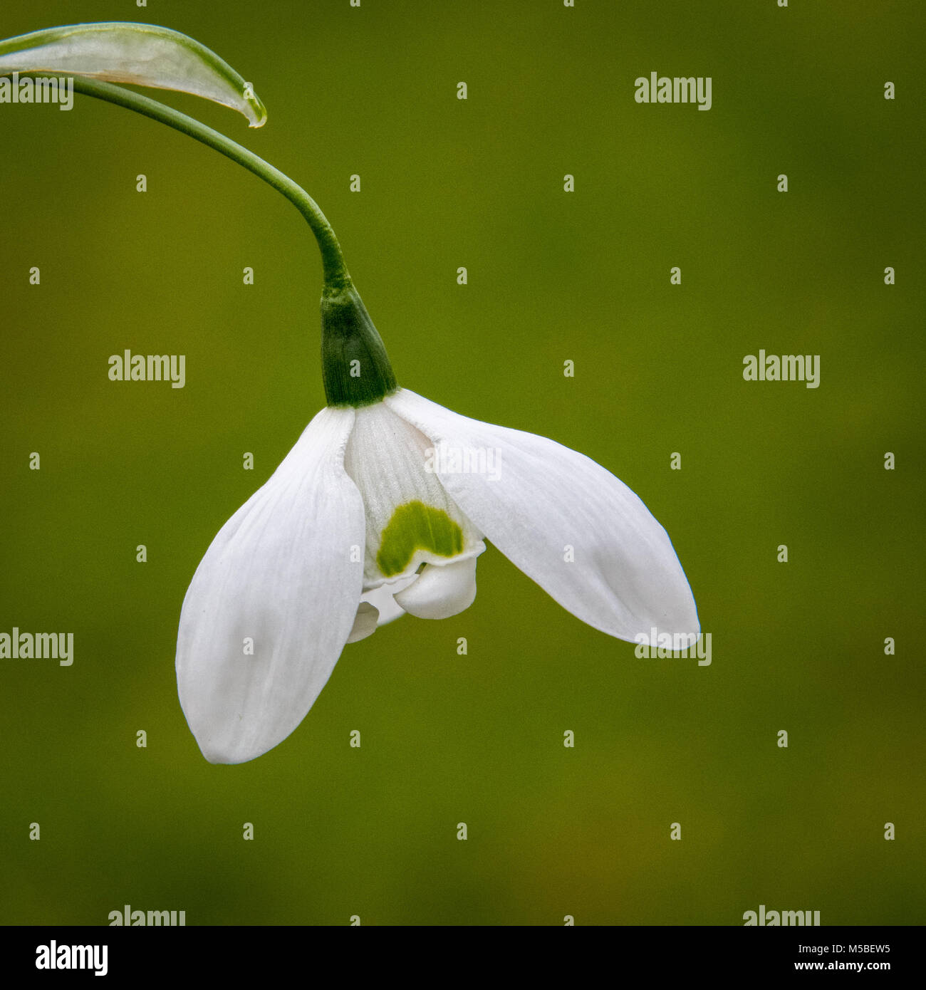 Snowdrops under trees hi-res stock photography and images - Alamy