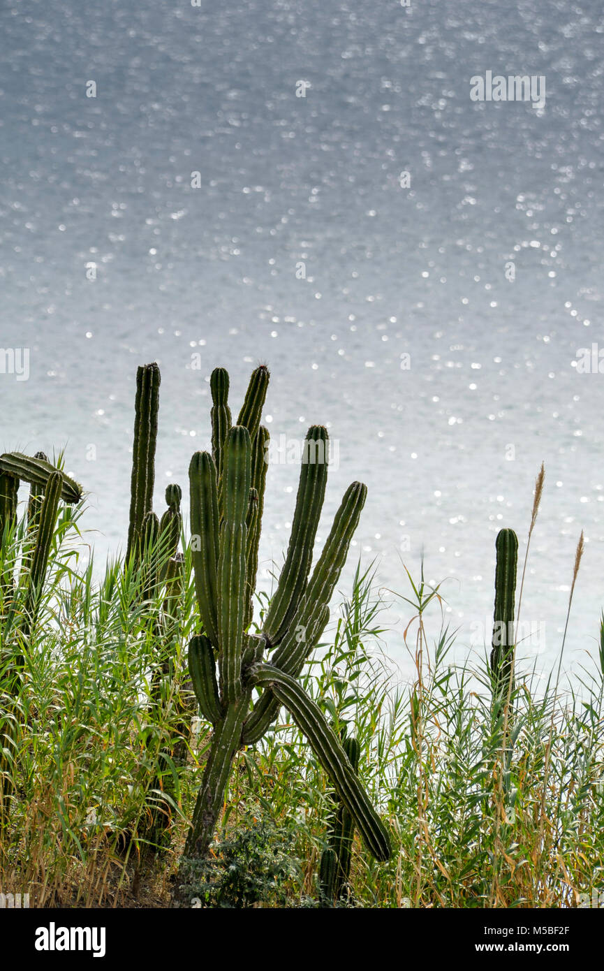 Cactus plant on shore hi-res stock photography and images - Alamy