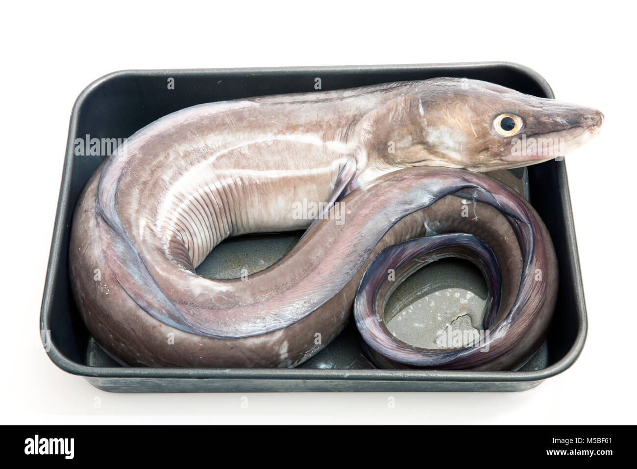 C conger hi-res stock photography and images - Alamy