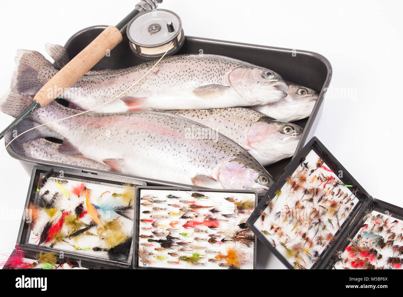 Stocked rainbow trout caught fly fishing in a reservoir in Dorset. They ...