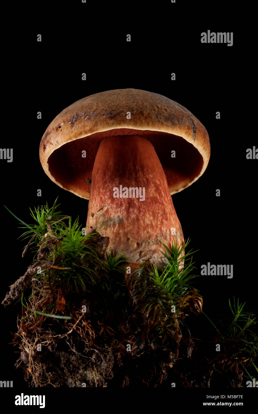 Scarletina bolete mushroom neoboletus erythropus hi-res stock ...