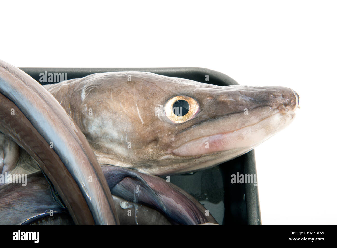 C conger hi-res stock photography and images - Alamy