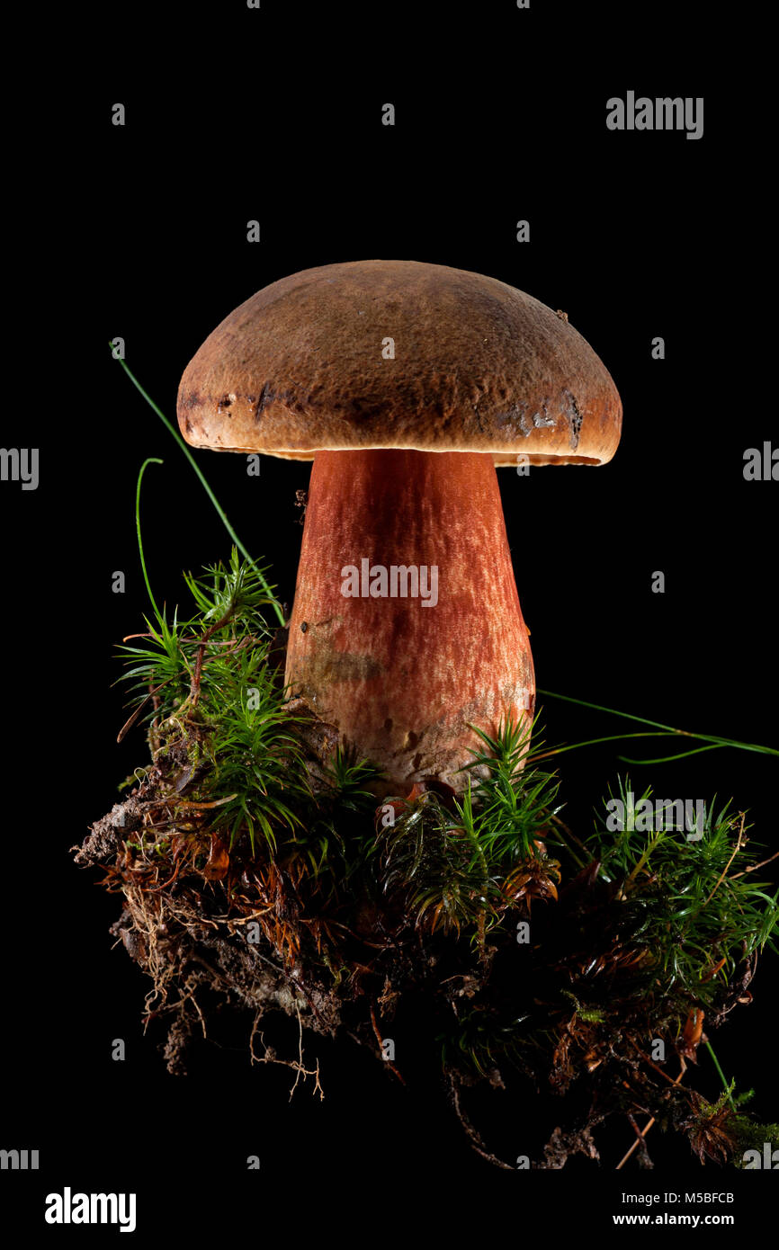 A single Scarletina bolete, Neoboletus luridiformis on a black ...
