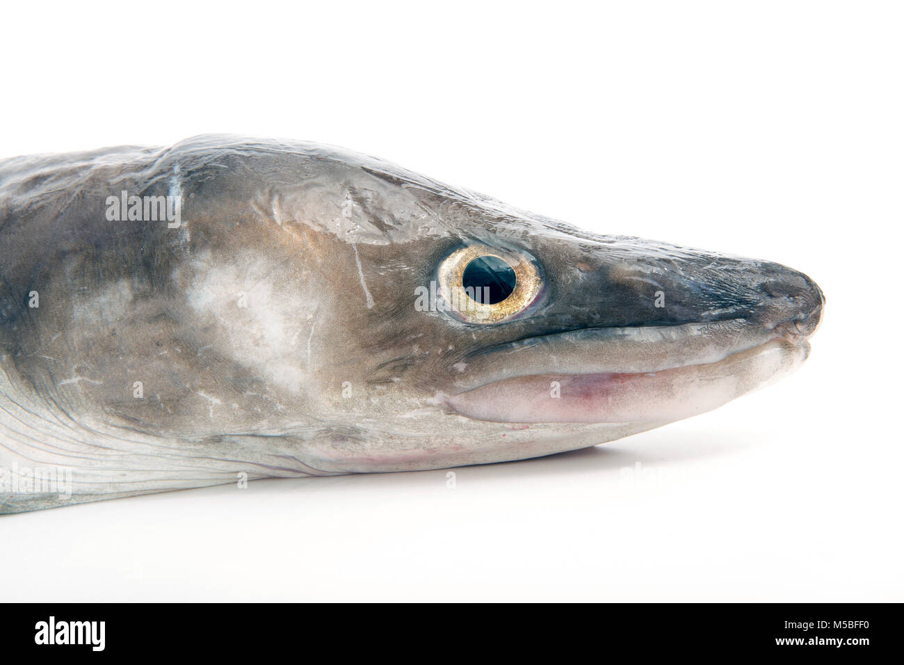 A european conger eel, Conger conger, caught shore fishing with rod and ...