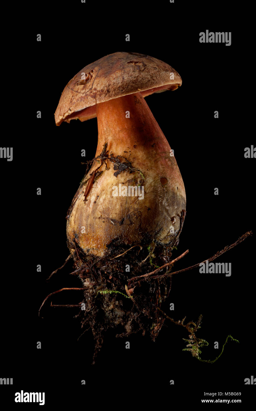 A single Scarletina bolete, Neoboletus luridiformis on a black ...
