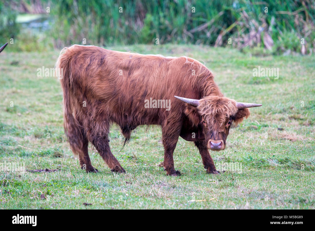Scottish Highland bull in Mercer County PA Stock Photo - Alamy