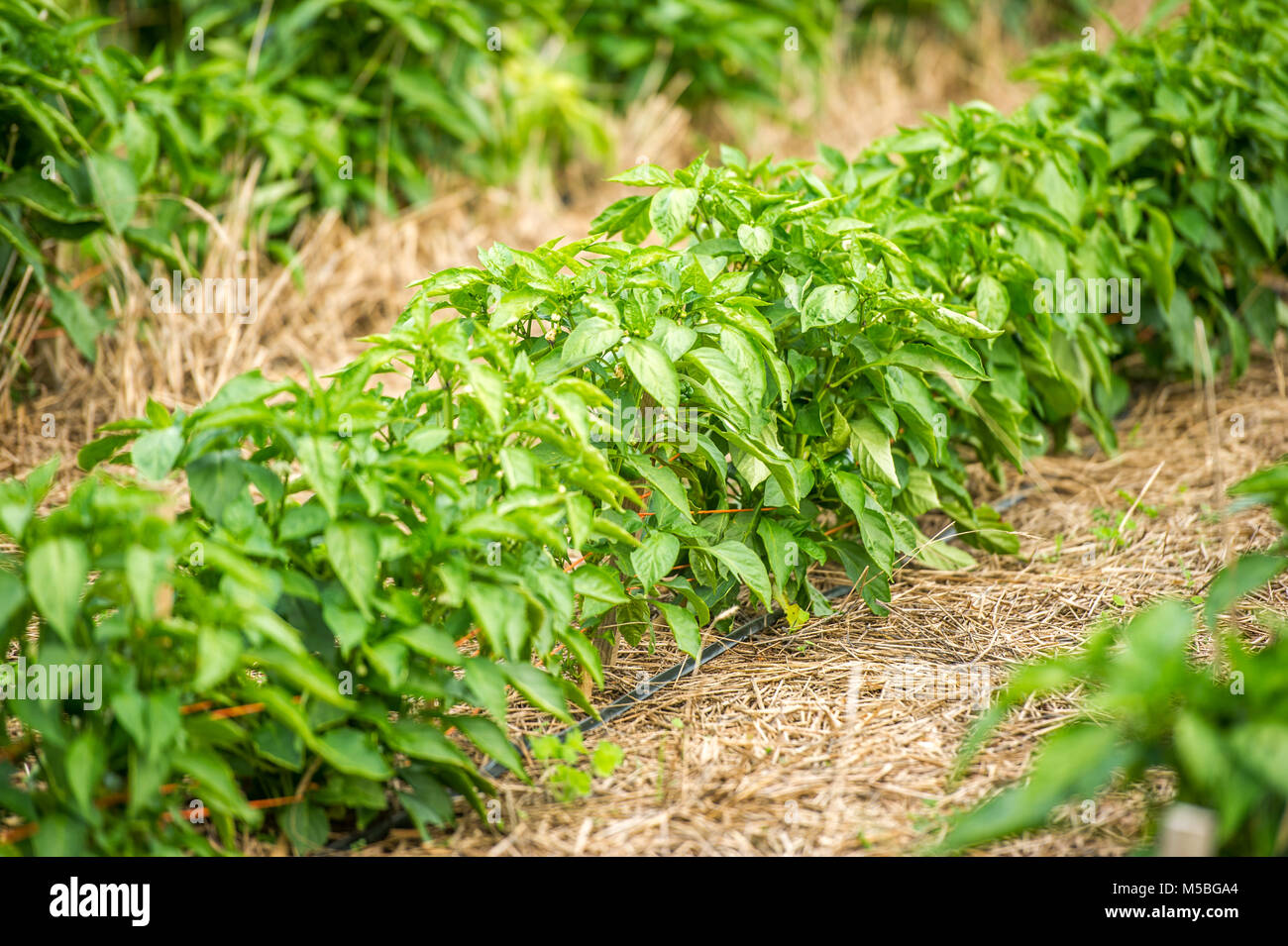 Pepper crop in Upper Marlboro Maryland Stock Photo - Alamy