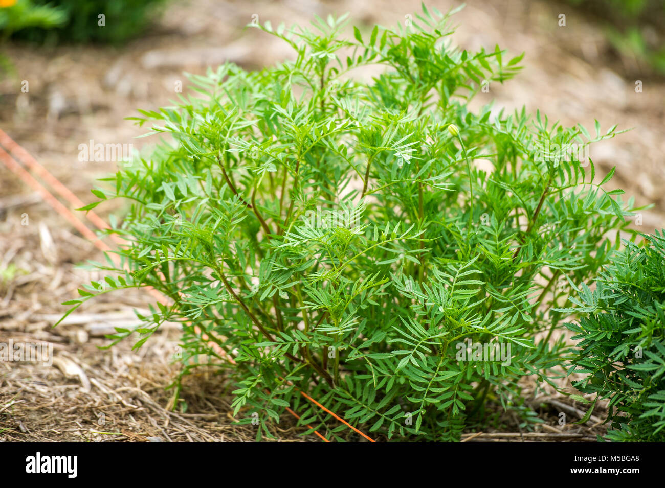 Marigold crop in Upper Marlboro Maryland Stock Photo - Alamy