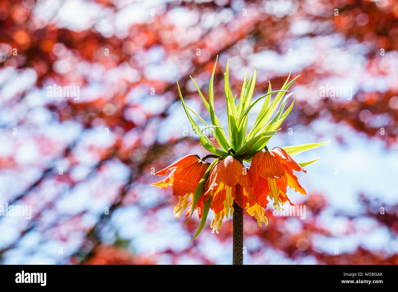 Background with beautiful wild flowers outside in the park at spring ...