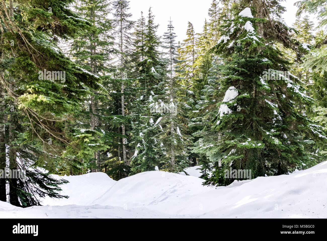 Spruce trees covered with snow in the winter forest on sunny day Stock ...