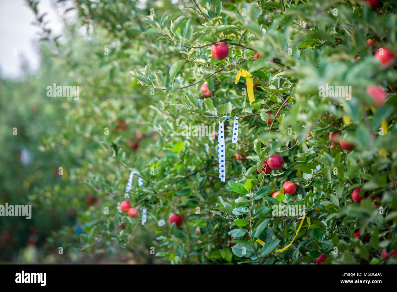 Apple orchard in Keedysville Md Stock Photo - Alamy