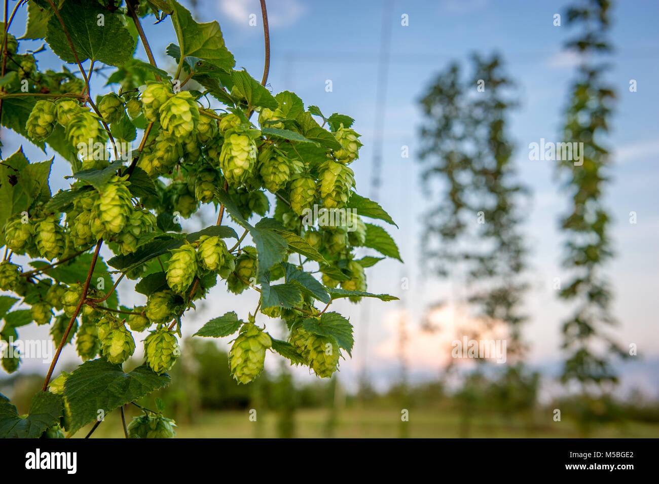 Hops crop hi-res stock photography and images - Alamy
