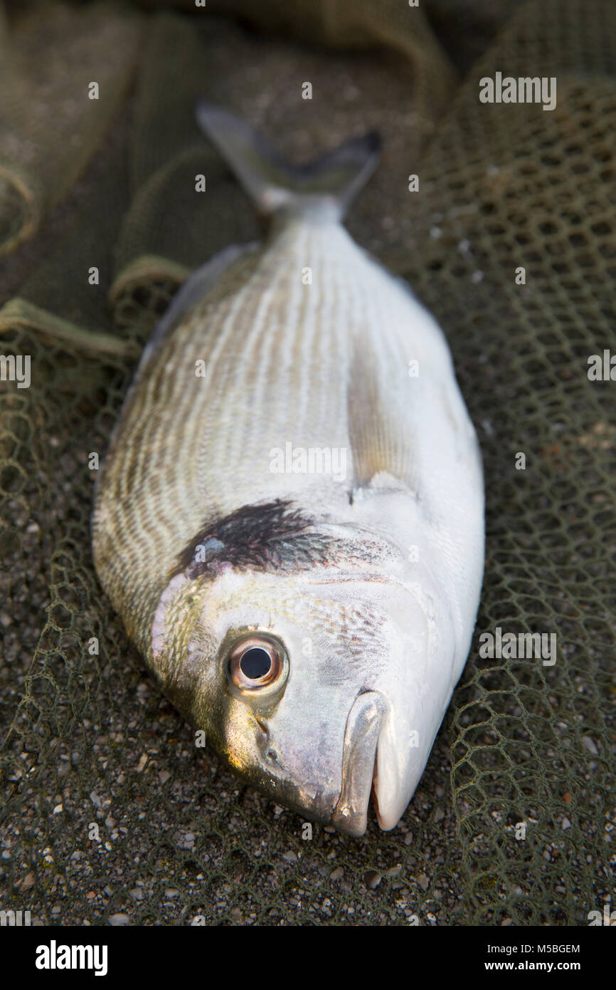 A Gilthead bream, Sparus aurata, caught from the shore on rod and line ...
