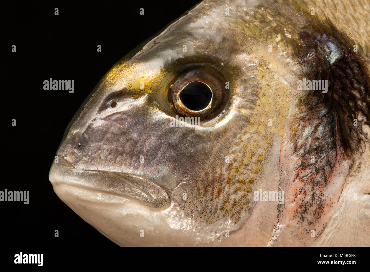 A Gilthead bream, Sparus aurata, caught from the shore on rod and line ...