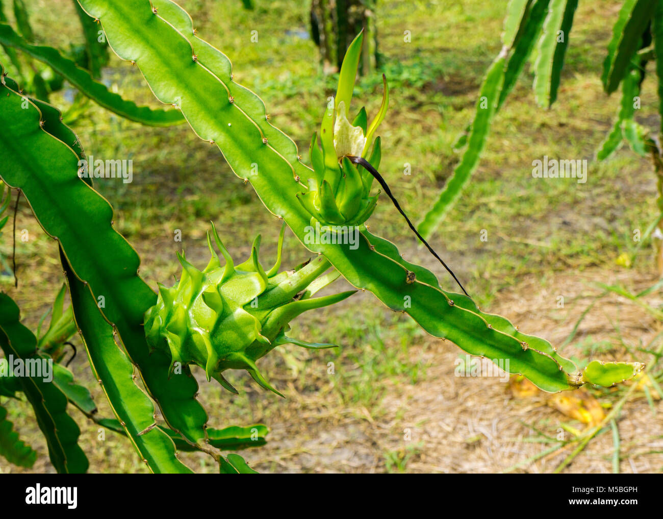 Dragon fruit in garden or Red dragon fruit on plant at Binh Thuan ...