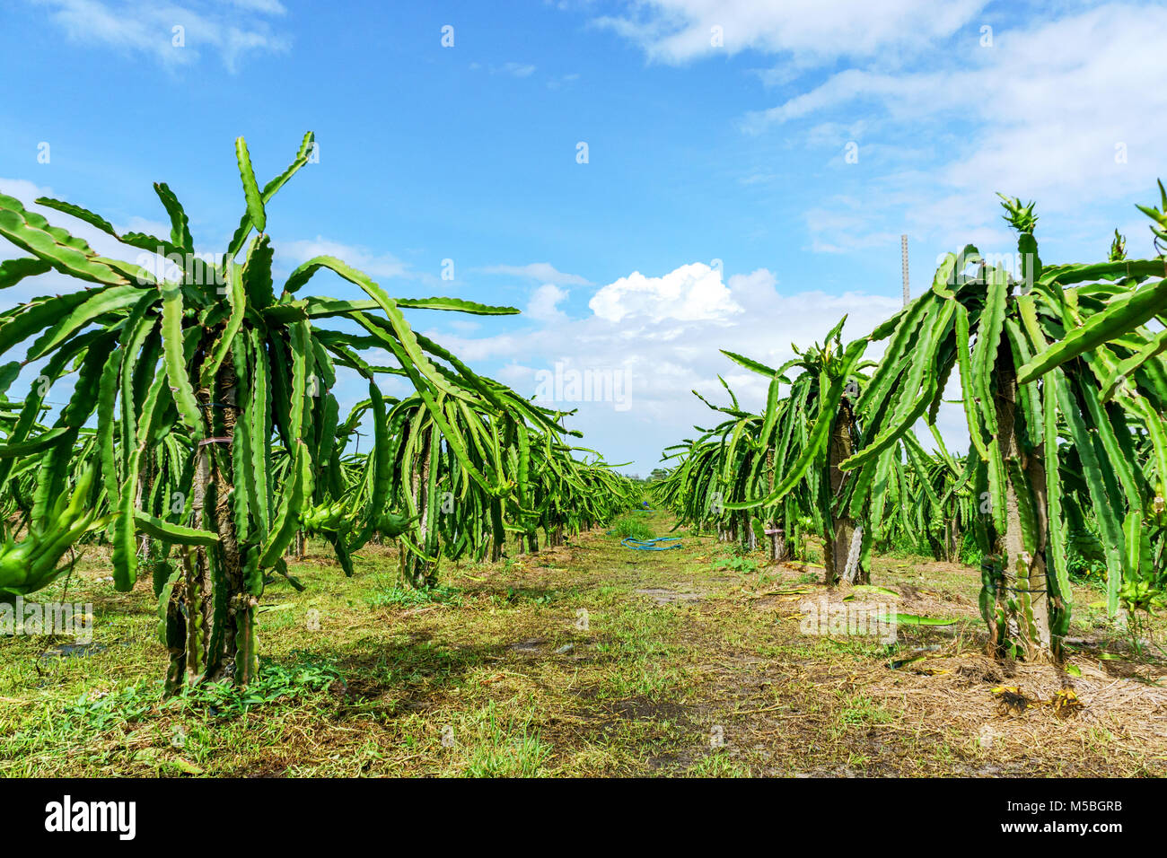 Dragon fruit in garden or Red dragon fruit on plant at Binh Thuan ...