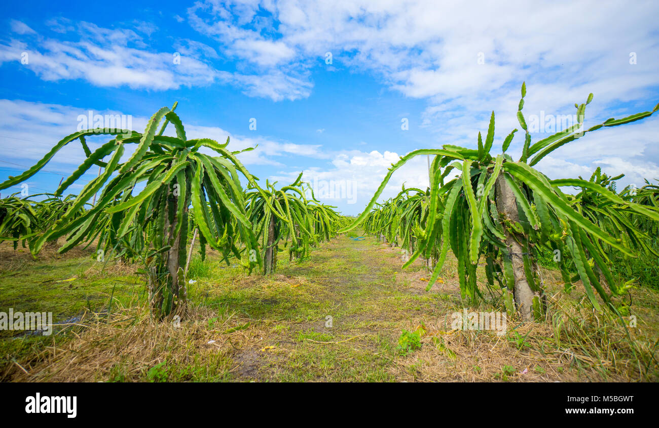 Dragon fruit in garden or Red dragon fruit on plant at Binh Thuan ...
