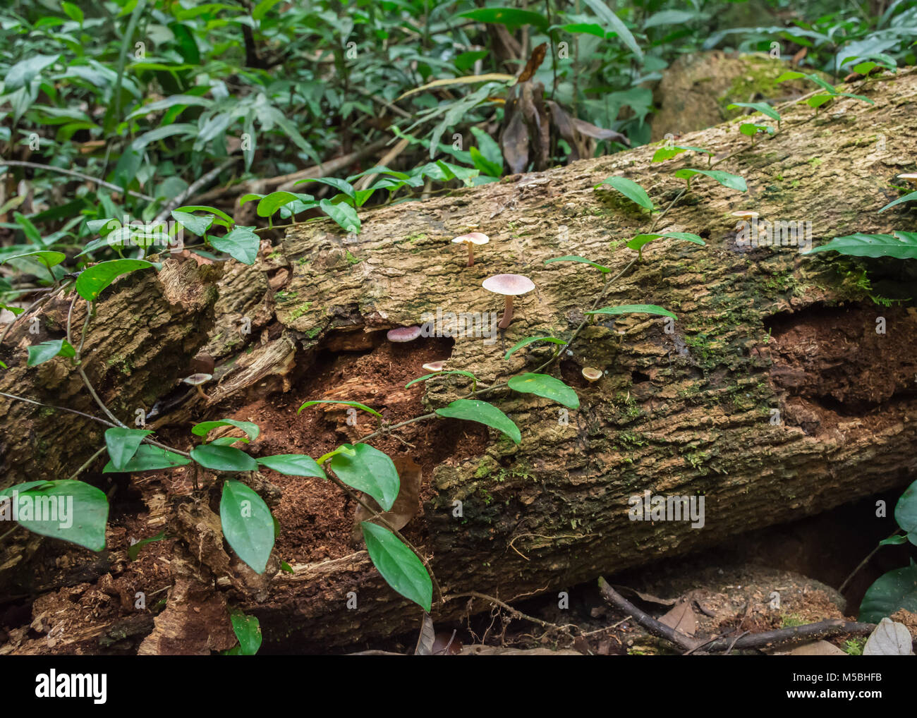 Decayed tree hi-res stock photography and images - Alamy