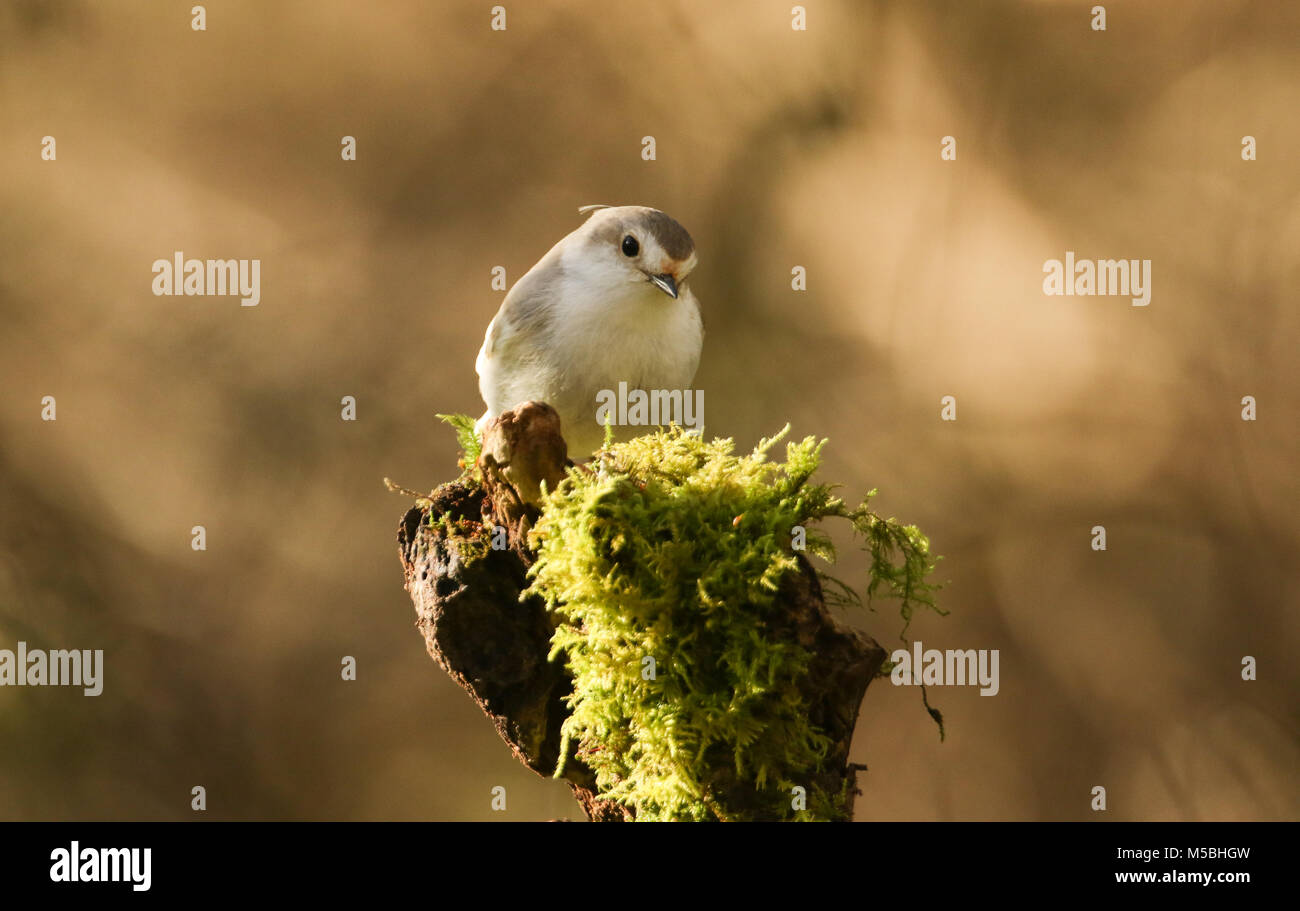 Leucistic robin hi-res stock photography and images - Alamy