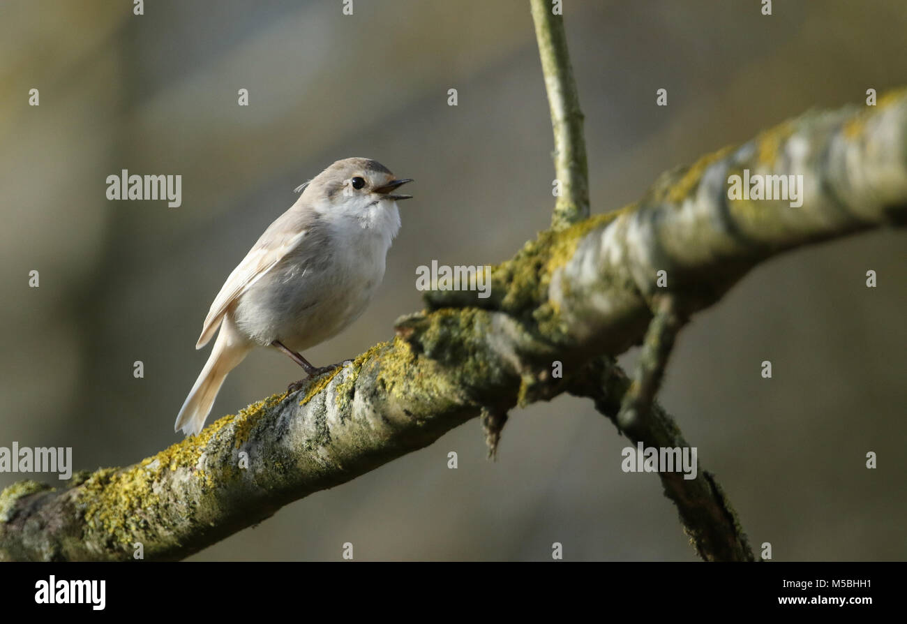 Leucistic robin hi-res stock photography and images - Alamy