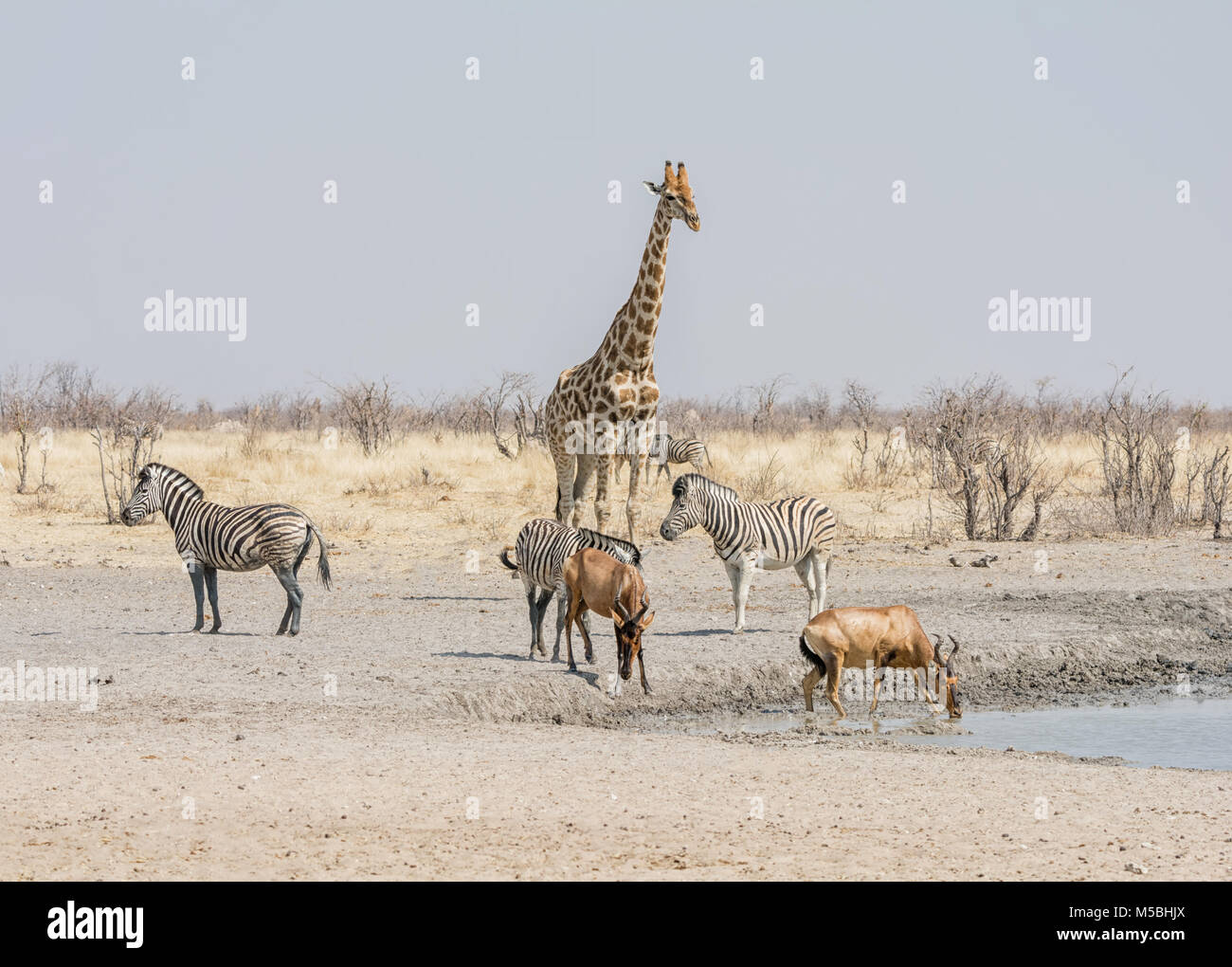 Water hole in namib desert hi-res stock photography and images - Alamy