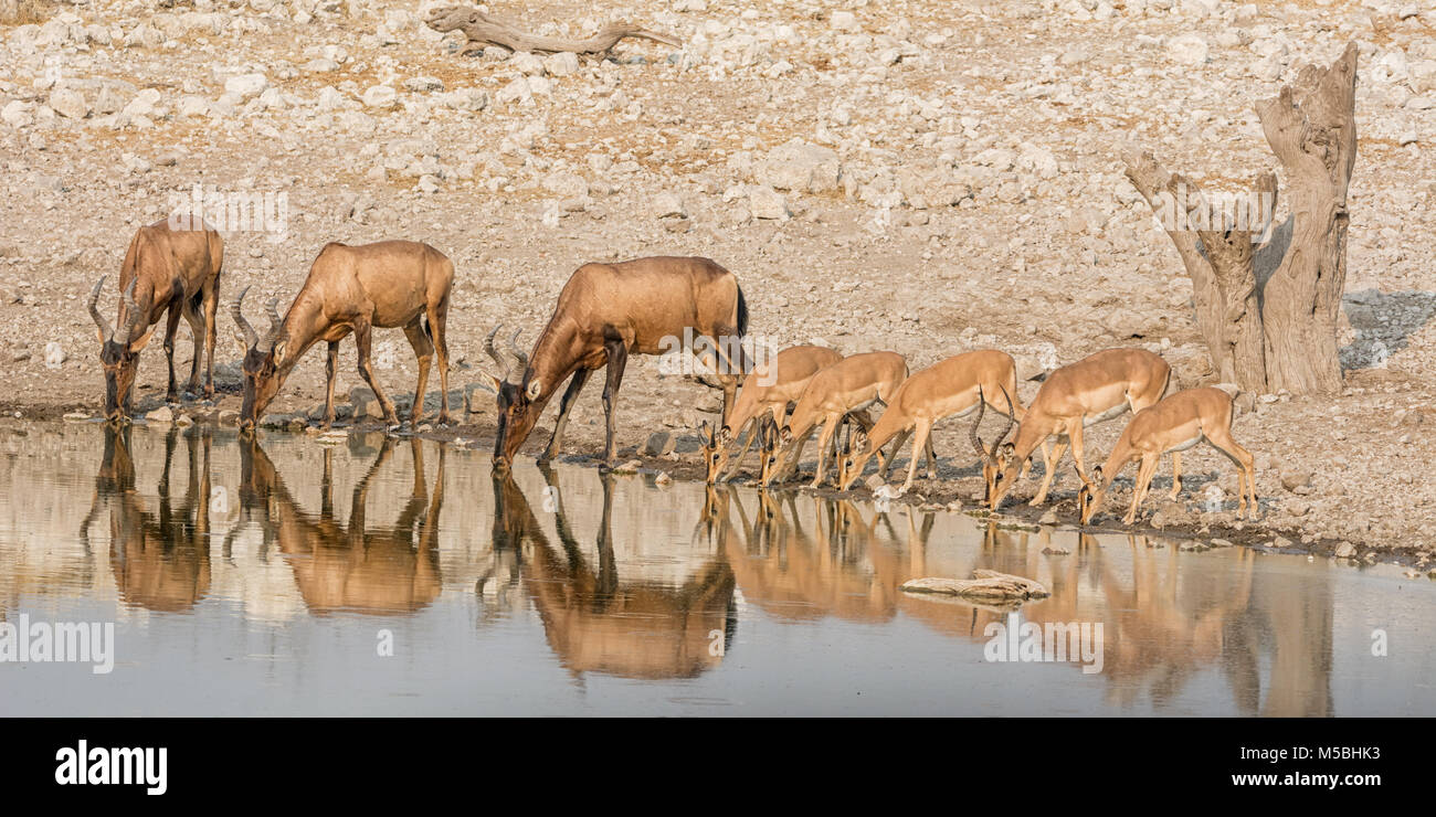 Water hole in namib desert hi-res stock photography and images - Alamy