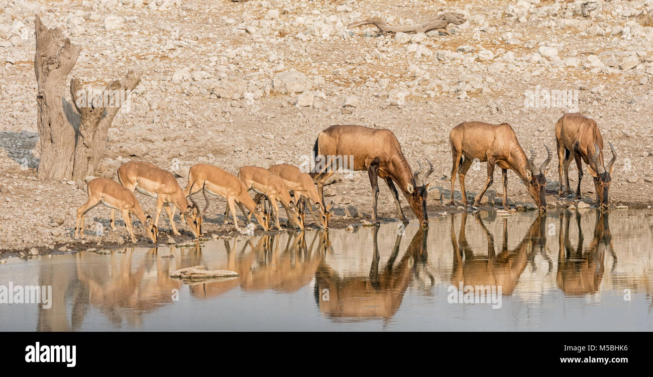 Animals congregate to drink at a waterig hole in the Namibian savanna ...