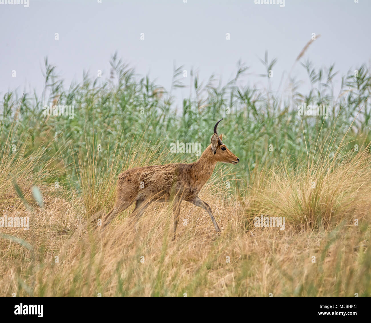 A Lechwe walking by a river in the Caprivi Strip, Namibia Stock Photo ...