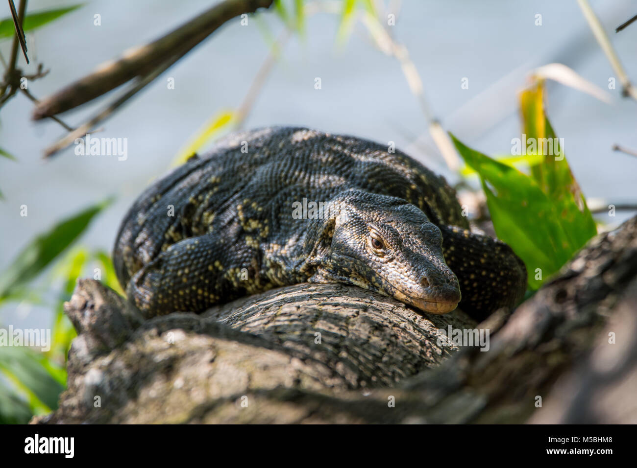 Asian Water Monitor (Varanus salvator Stock Photo - Alamy