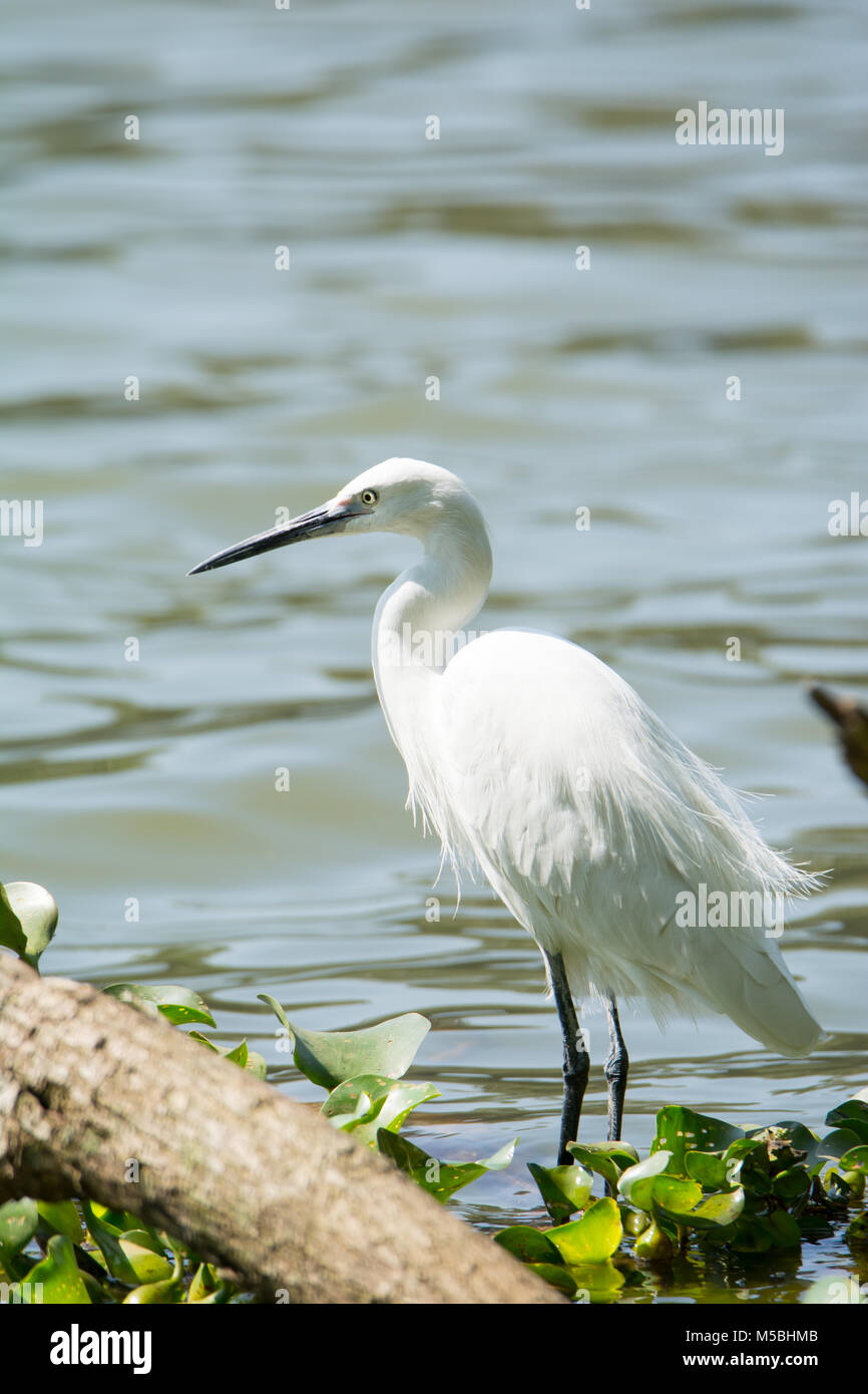 Crane waiting for fish hi-res stock photography and images - Alamy