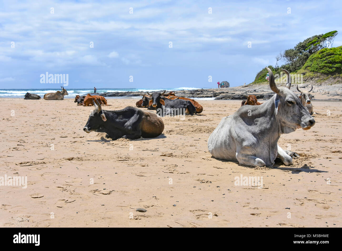 A herd of Nguni cows with big horns sitting on the beach in Coffee Bay ...
