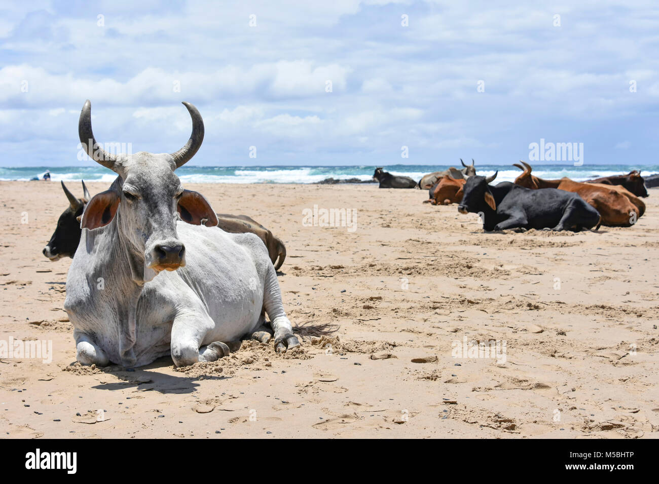 A herd of Nguni cows with big horns sitting on the beach in Coffee Bay ...