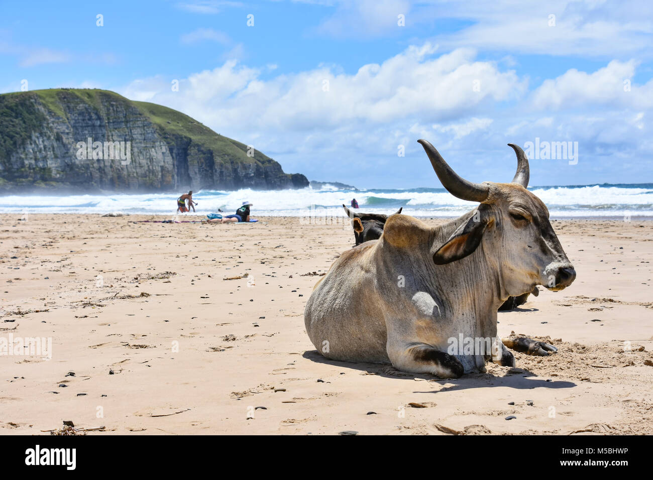 A Nguni cow on the beach in Coffee Bay at the Indian Ocean in the ...