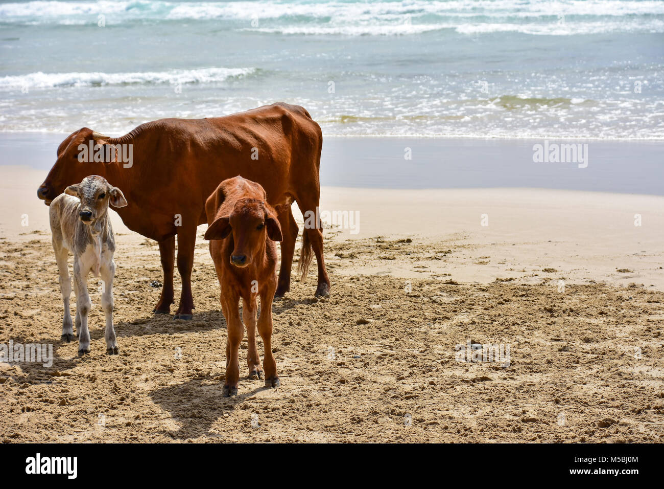 Indigenous cattle breeds hi-res stock photography and images - Alamy