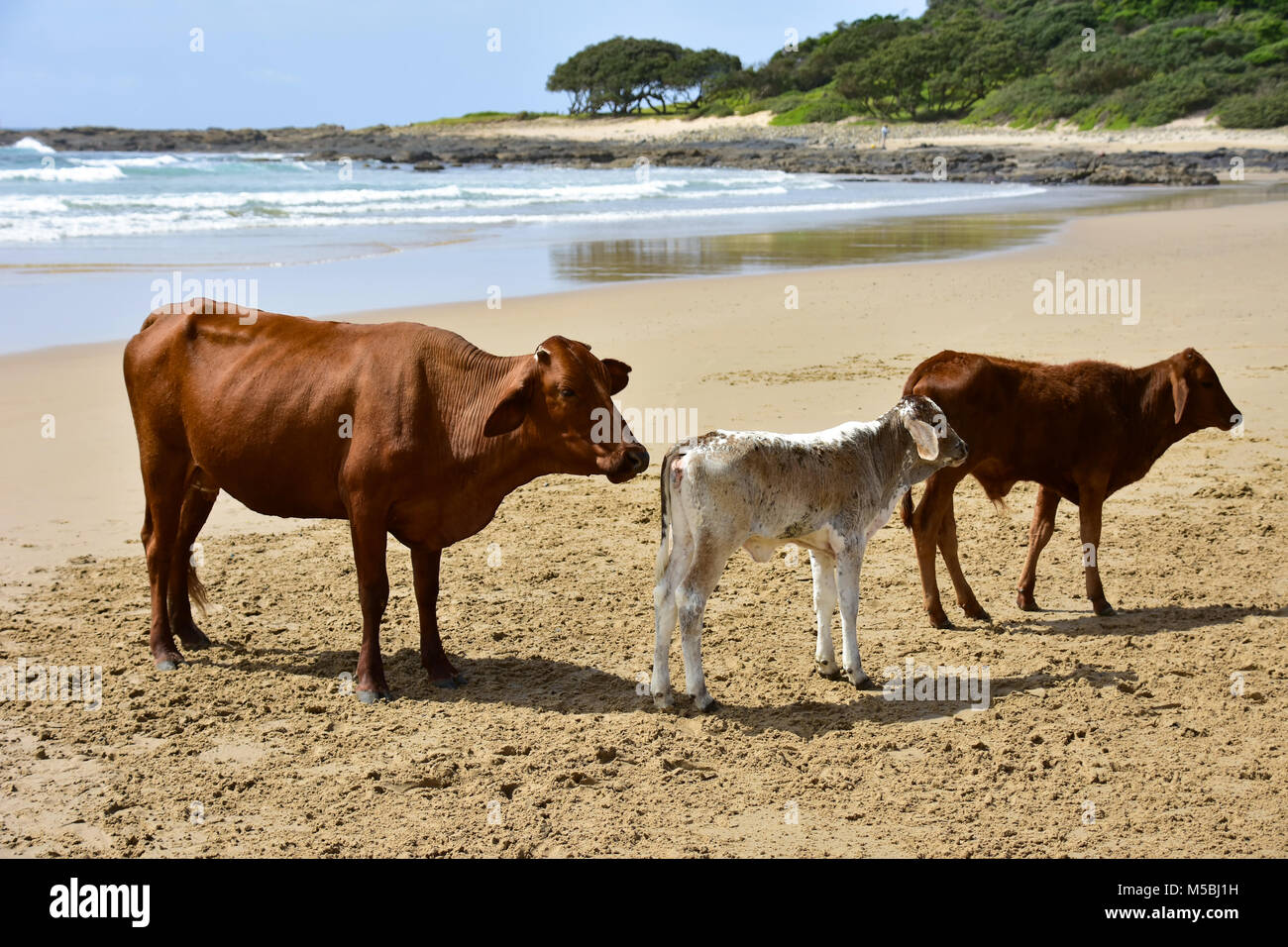 Indigenous cattle breeds hi-res stock photography and images - Alamy