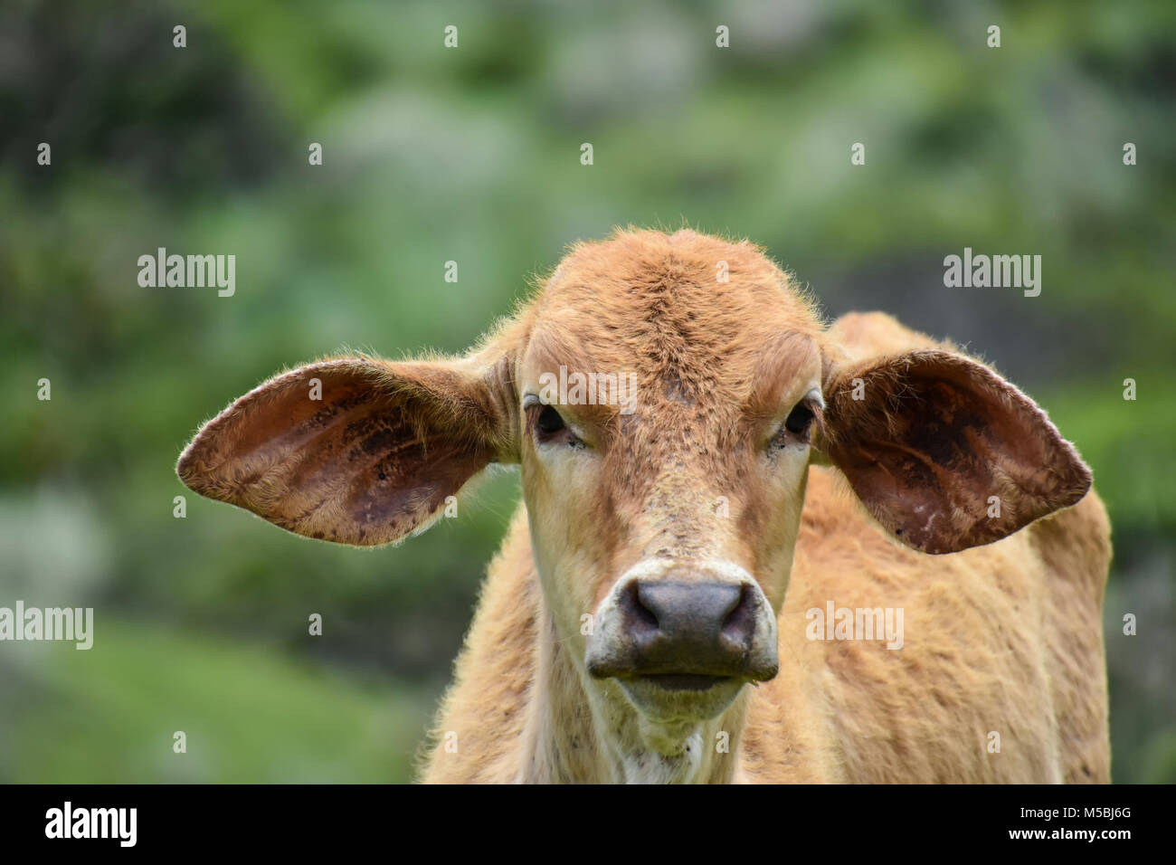 A baby Nguni cow or calf standing on the hillside near Coffee Bay at ...