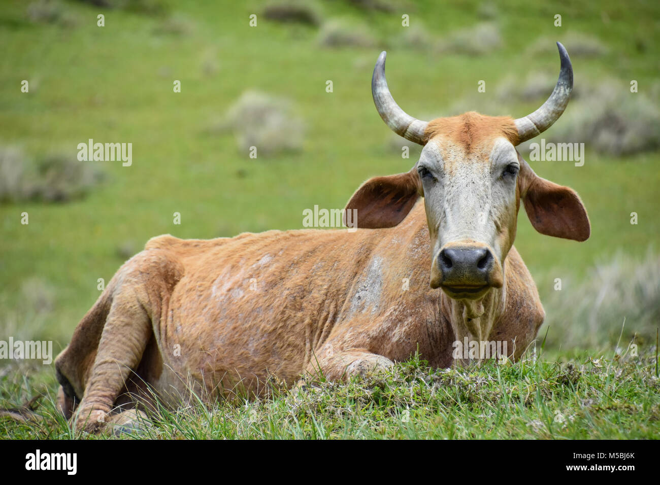 A Nguni cow with big horns sitting on the hillside near Coffee Bay at ...