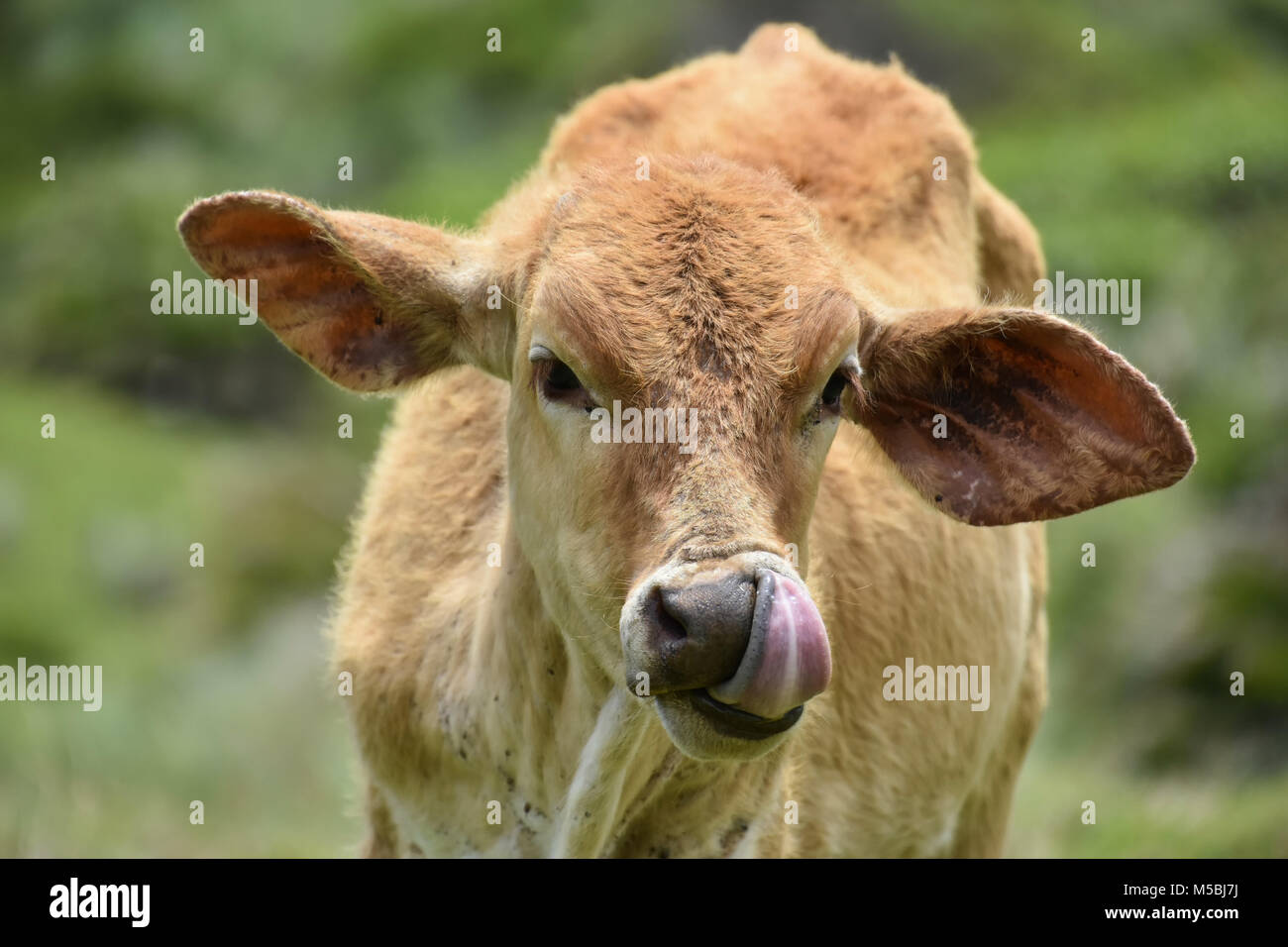 A baby Nguni cow or calf standing on the hillside near Coffee Bay at ...