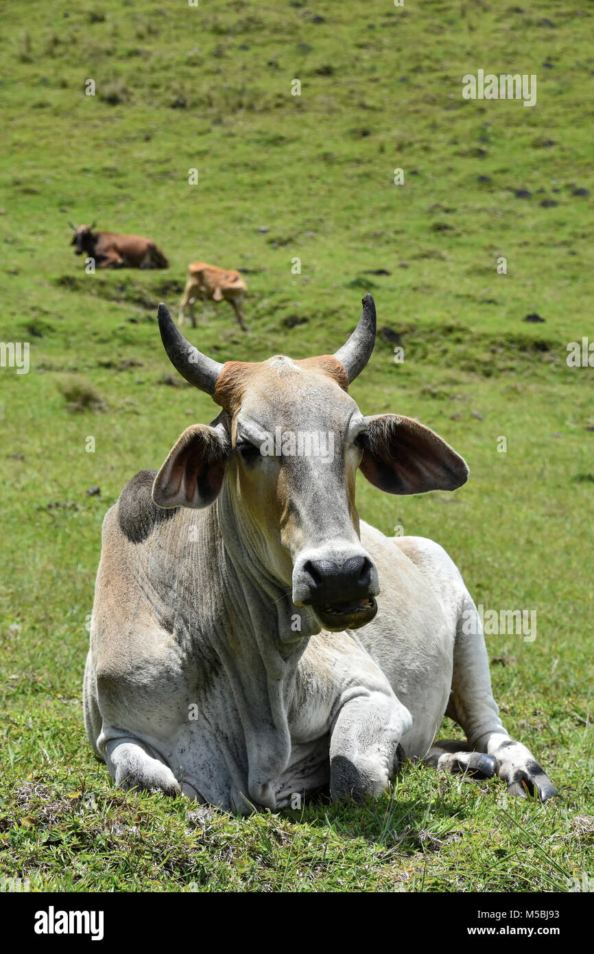 A Nguni cow with big horns sitting on the hillside near Coffee Bay at ...