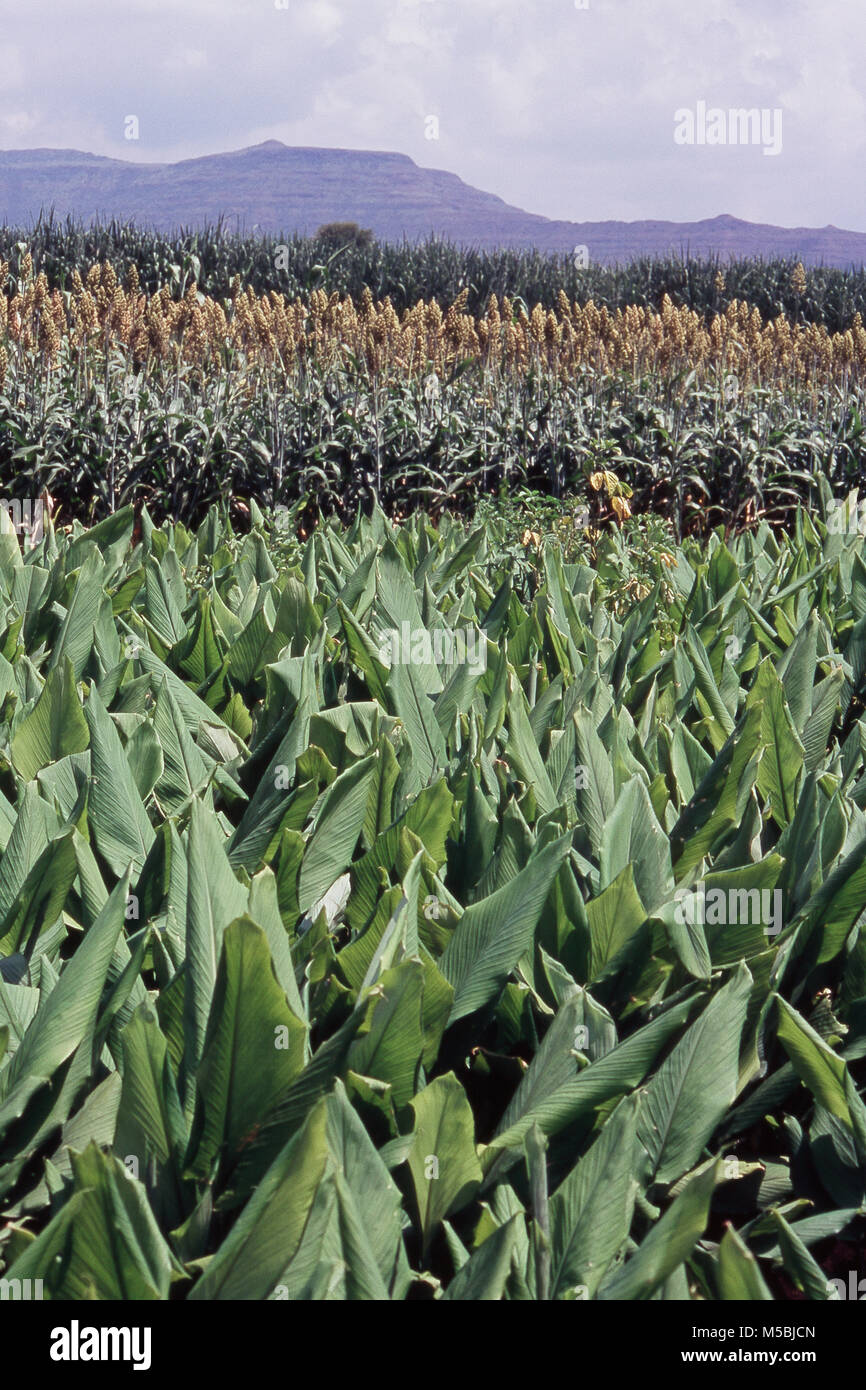 Golden Crop and Turmeric Plant, field in Satara Maharashtra, India ...