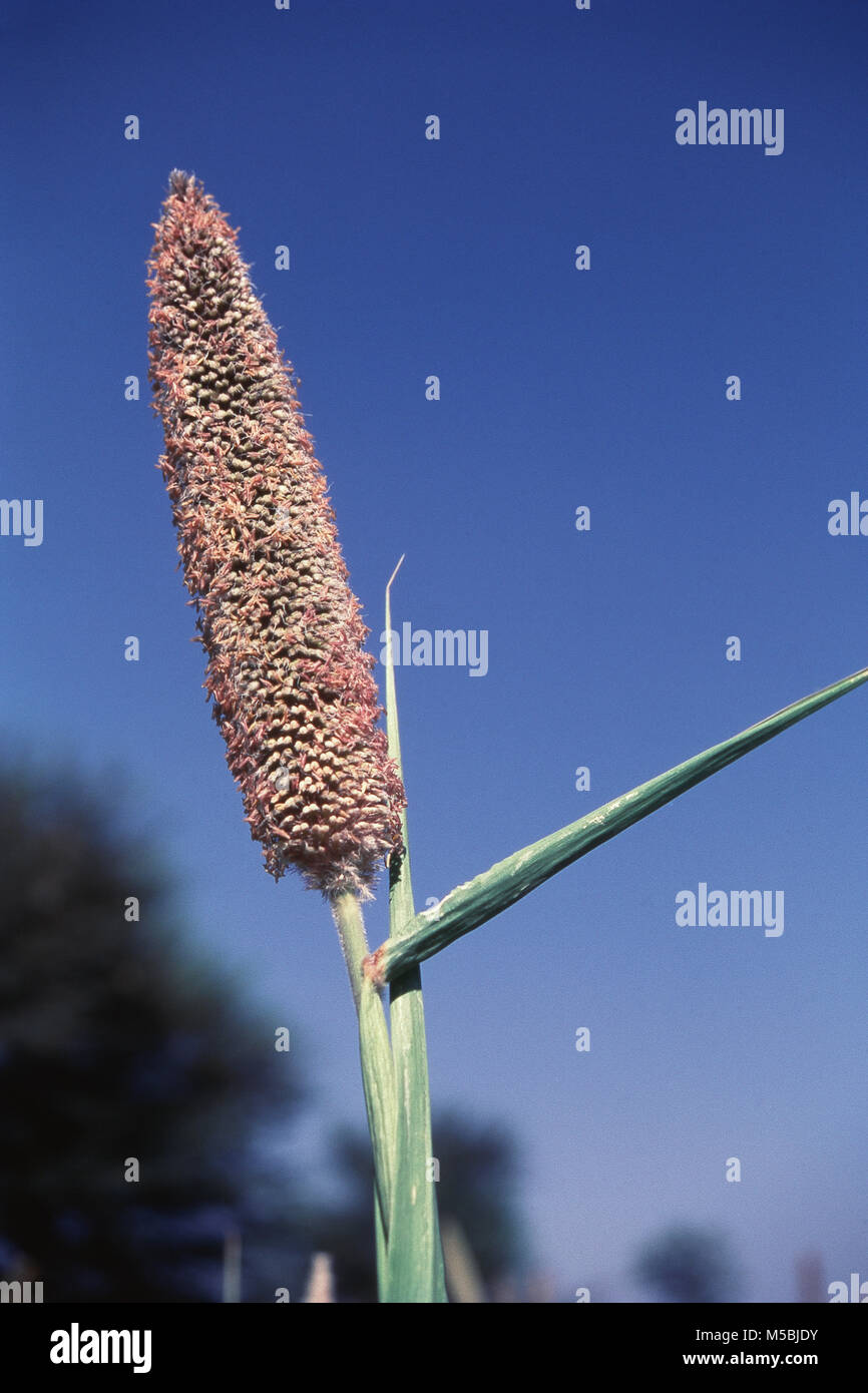 Close up of Bajra crop at Manchar, Maharashtra, India Stock Photo - Alamy