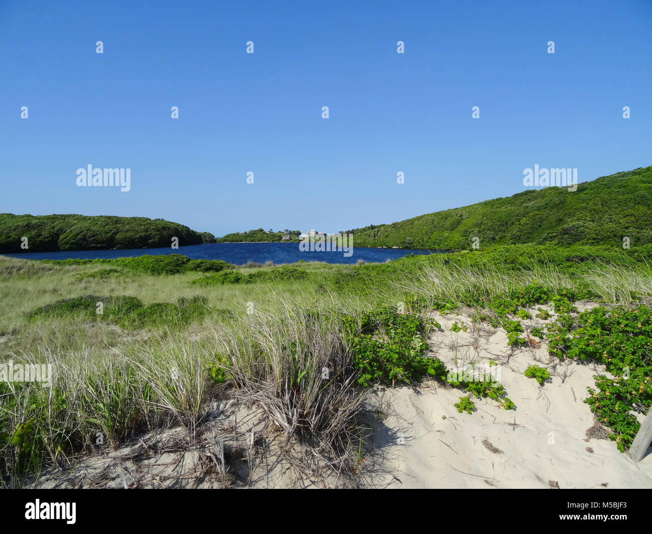 Cedar tree neck hi-res stock photography and images - Alamy