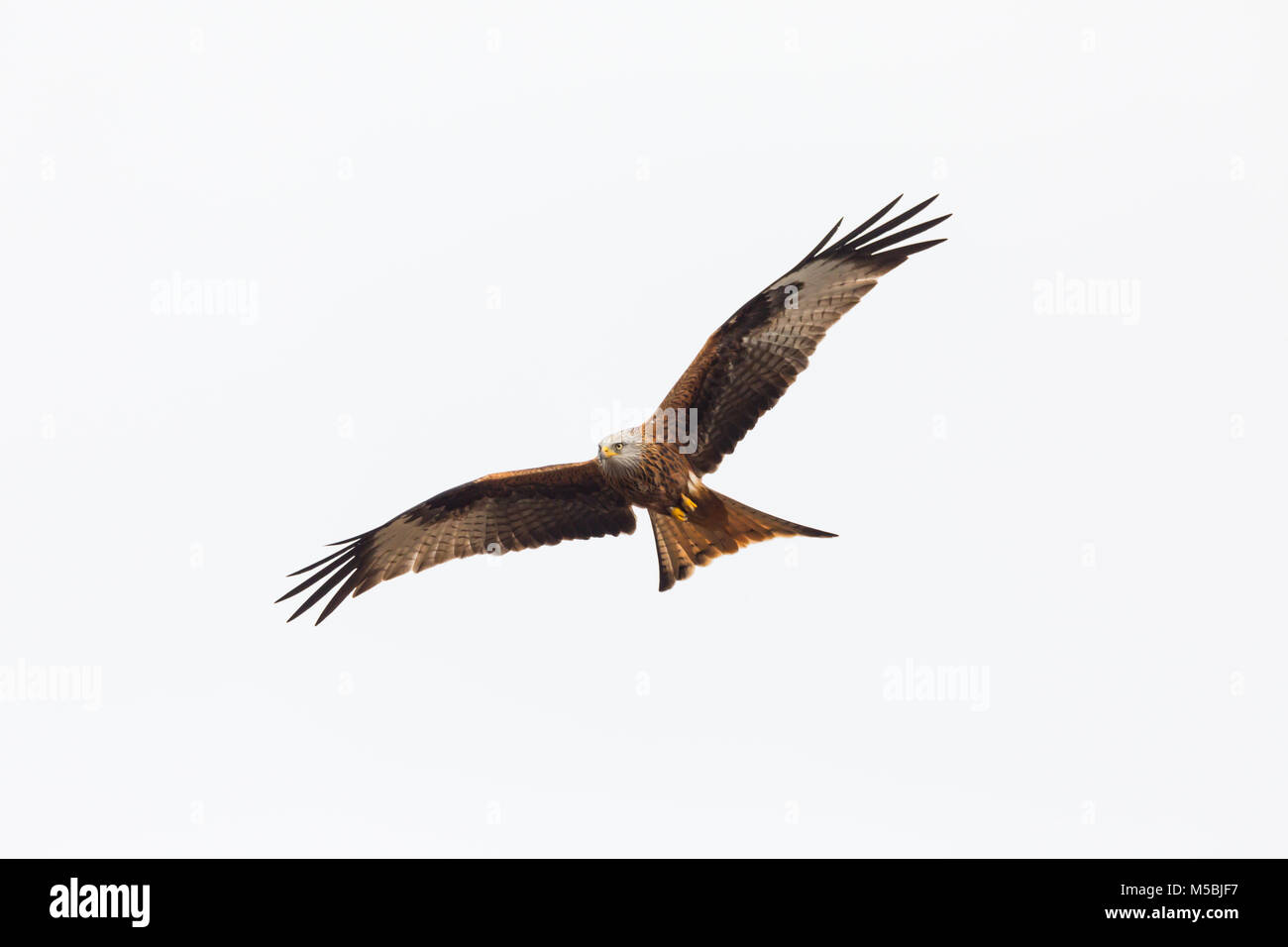 close view natural red kite bird in flight (milvus milvus), spread ...